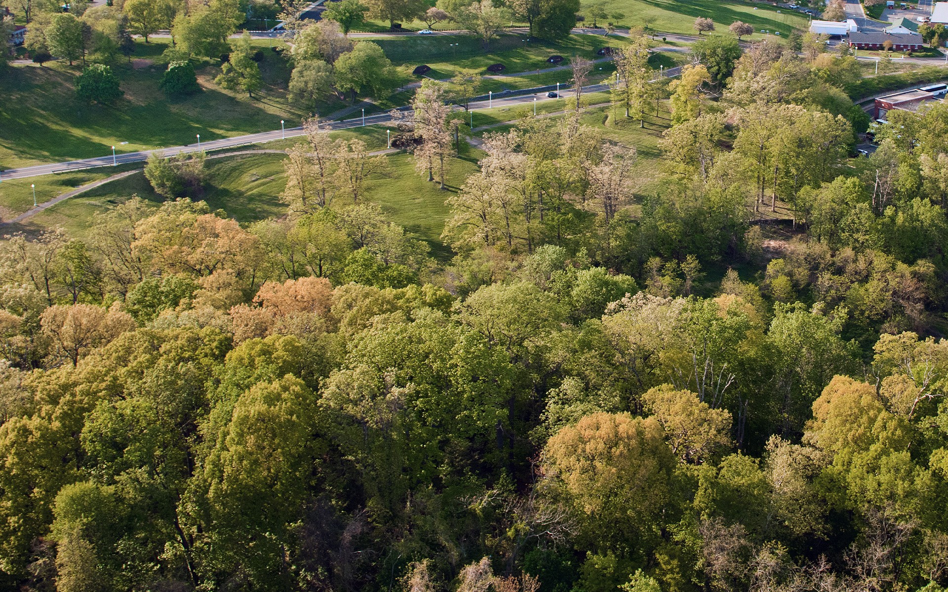 Tree Preservation and Replacement Policy